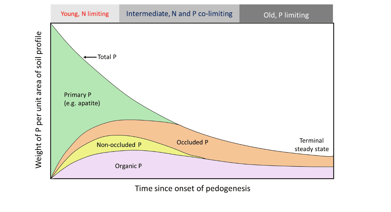 How does soil age affect nutrient dynamics? - SPRPN
