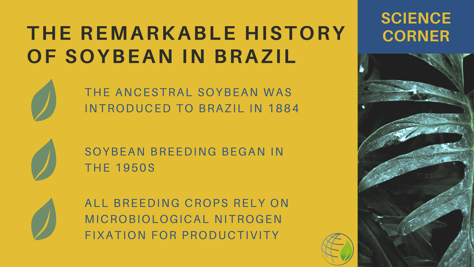 The remarkable history of soybean in Brazil - SPRPN